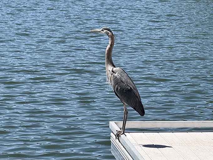 A great blue heron strikes a pose on the dock, clearly aware it's the most photogenic resident of the entire park.