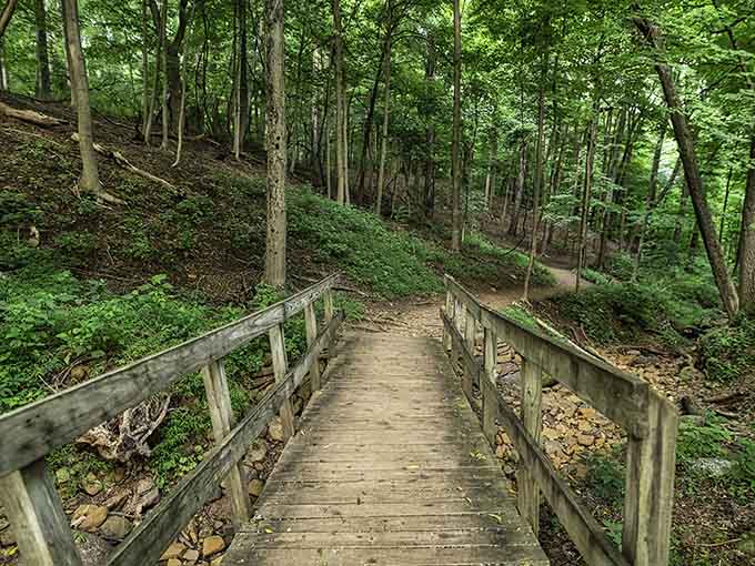 When trees start doing interpretive dance, you know you've entered a particularly artistic section of the forest.