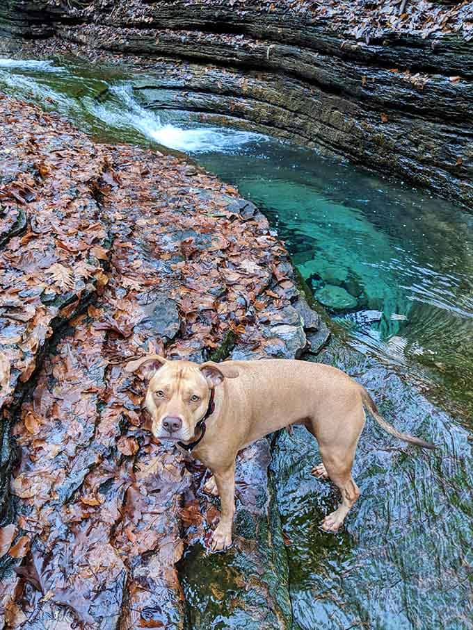 Even the local dogs know a good swimming hole when they see one, standing guard over this turquoise treasure.