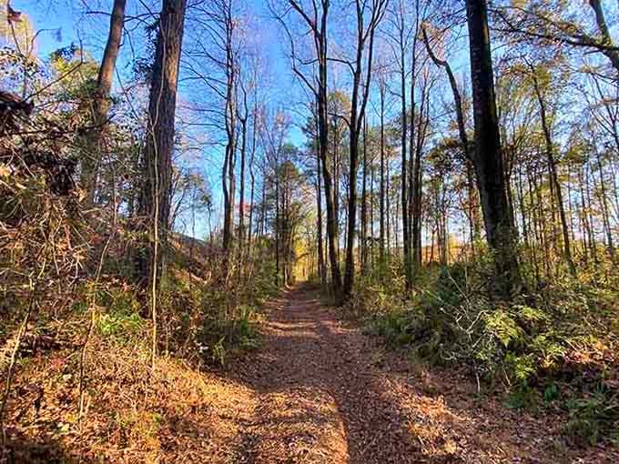 The dappled afternoon light filters through the canopy, illuminating a path that promises quirky discoveries around every gentle curve ahead.