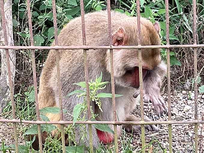 This contemplative primate seems to be pondering life's big questions, or perhaps just wondering when the next visitor will arrive.