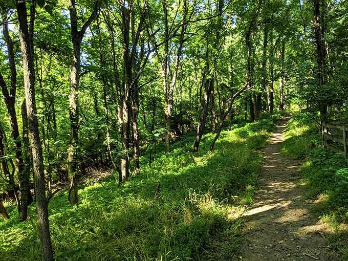 Wooded trails winding through nature where getting lost is half the fun and finding your way back is the other half.