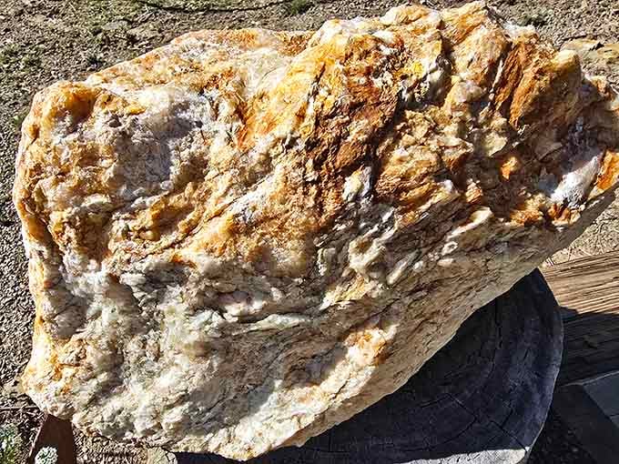 This gold-veined boulder represents what miners dreamed of finding, though most found only sore backs and disappointment instead.