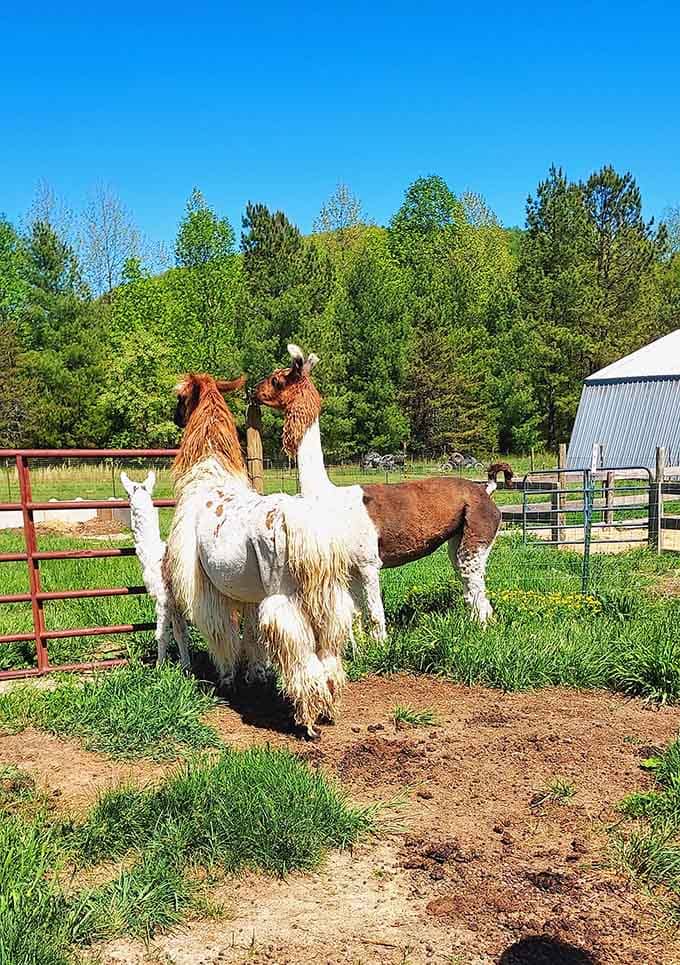 These fluffy friends roaming the spring pasture are living proof that North Carolina has everything, including South American charm.