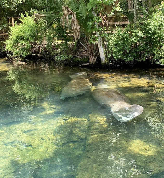 Manatees casually swimming past like they're late for absolutely nothing, which is basically their entire life philosophy.
