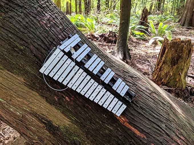 A forest xylophone invites impromptu concerts, because apparently gnomes appreciate a good musical interlude during their woodland wanderings.