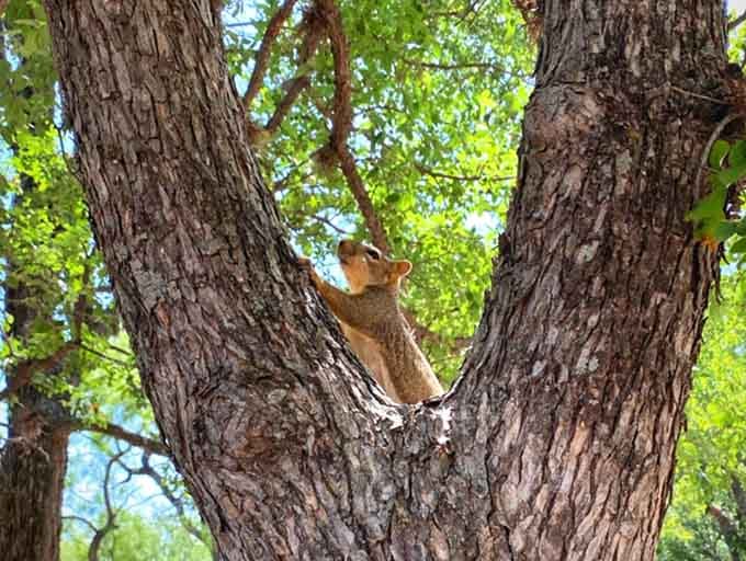 Even the squirrels here seem to be contemplating the mystical energy, or maybe just looking for snacks.