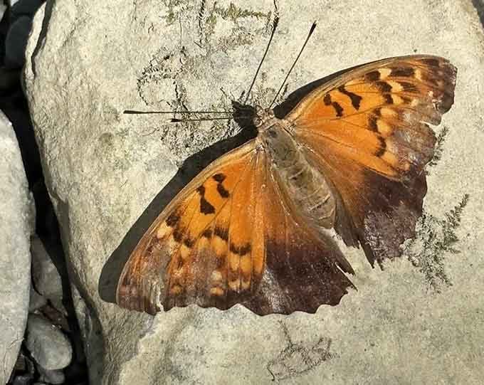 Even the butterflies pause to admire the view, resting their wings on sun-warmed stone between flights.