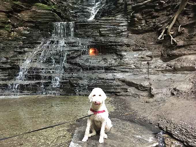Even this fluffy adventurer knows you've discovered something special, posing proudly before the impossible waterfall flame combination.