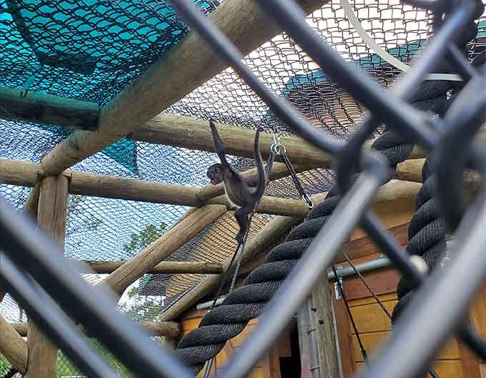Monkeys contemplating life's mysteries from their jungle gym, probably wondering why humans find them so entertaining.