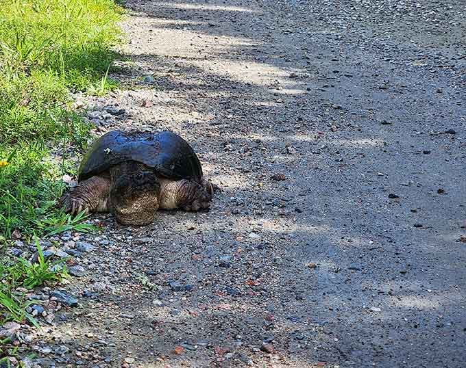 Snapping turtles own these roads more than any vehicle ever will in this car-free paradise.