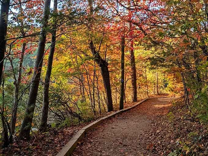 Golden hour transforms this forest path into something Bob Ross would've painted during his happiest little tree phase ever.