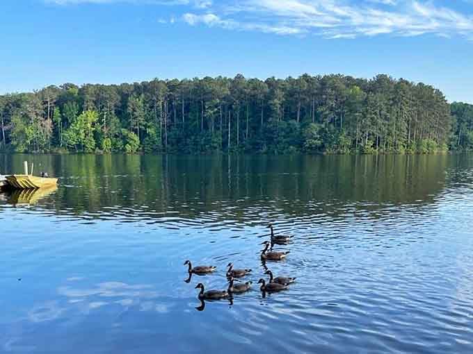 Canada geese gliding past like they own the place, which honestly, they kind of do here.