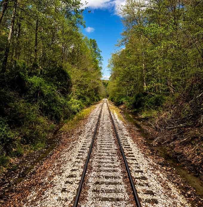 These tracks stretch into the forest like a ribbon of possibility, inviting you to see where they lead.