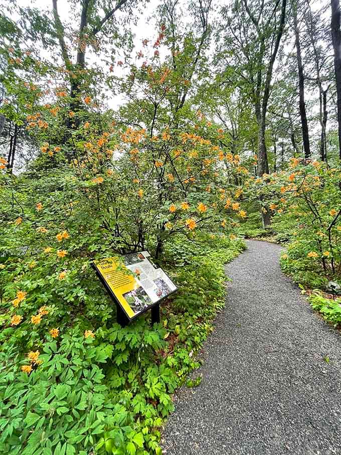 Flame azaleas putting on their spring show like they're auditioning for a nature documentary about New England's greatest hits.