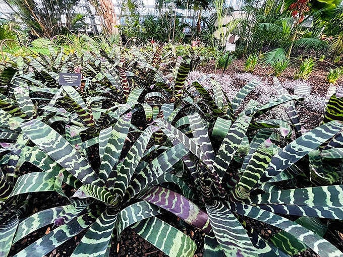 These striped beauties look like nature's own camouflage pattern, designed by a very creative tropical artist.
