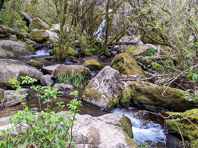 Moss-covered boulders line the creek like nature's sculpture garden, each one more Instagram-worthy than the last.