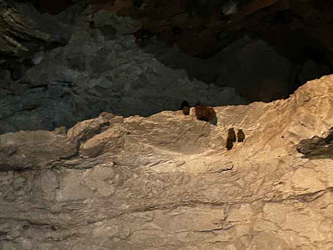 Yes, those are actual bats chilling on the ceiling, living their best cave life while you paddle below.
