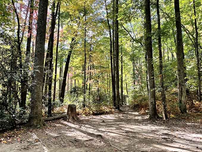 The forest path that makes you feel like you've walked into a nature documentary's opening scene.