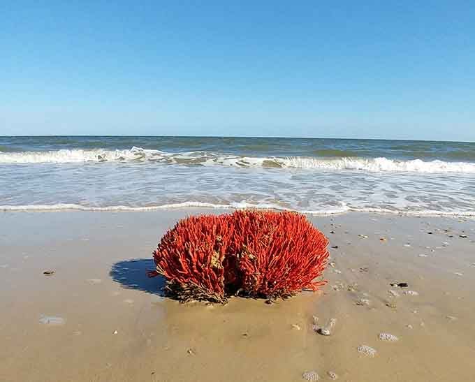 A red beard sponge washed ashore looks like something from another planet, which makes beachcombing endlessly fascinating here.