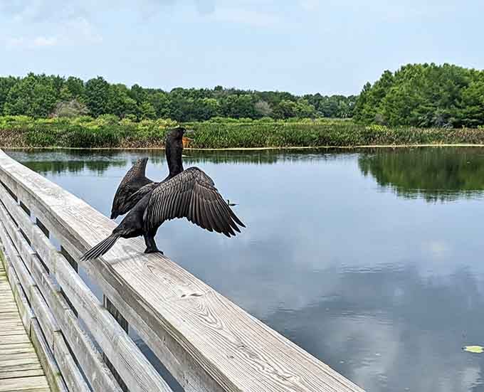 This anhinga strikes a pose on the boardwalk railing, showing off wings like a feathered superhero cape.