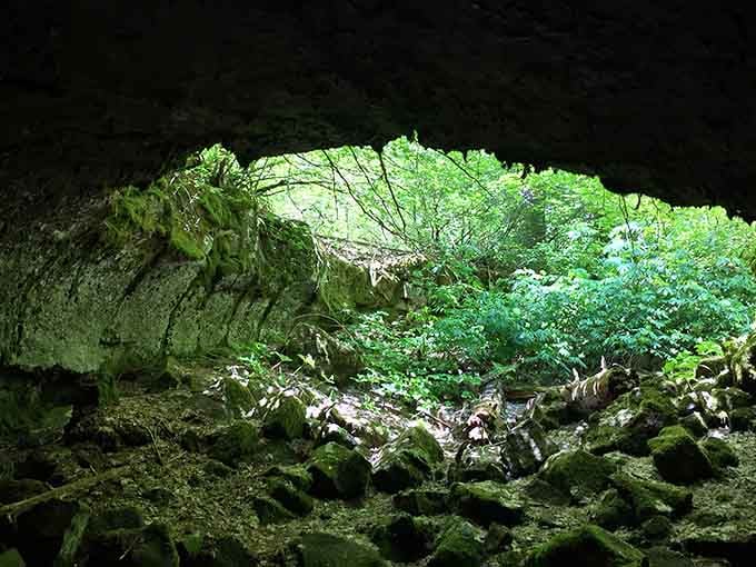 Looking up from inside the cave reveals how the forest and underground world meet in perfect harmony.