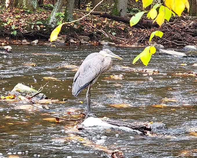 This heron's got the right idea, standing still and letting the world rush by instead of the other way around.