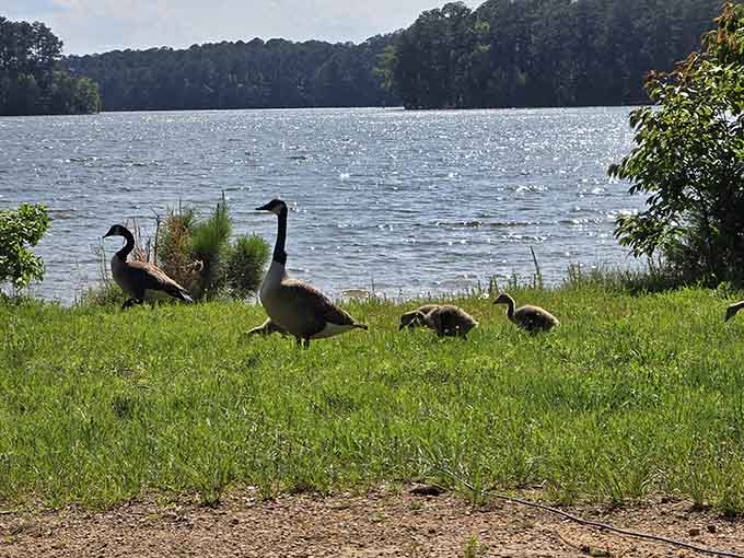 The local geese family strolling by like they own the place, because honestly, they kind of do.