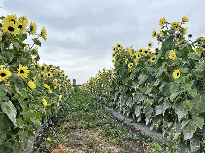 Even as the season winds down, these pale beauties prove that sunflowers have more than one act in their show.