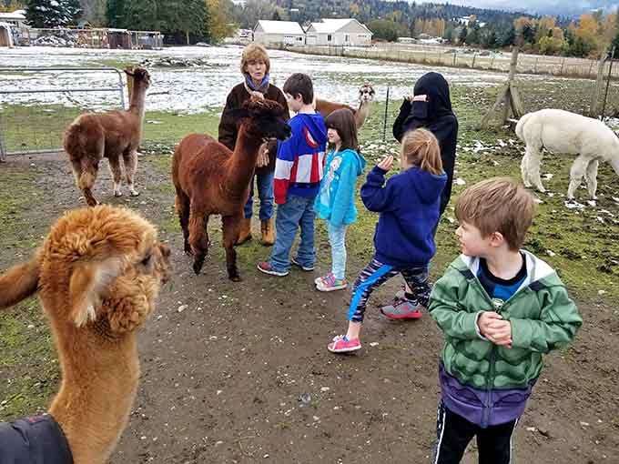 Families discover that quality time doesn't require screens, just hay and some very patient four-legged friends nearby.