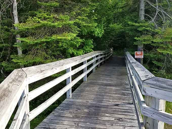 This boardwalk winds through wetlands where nature does its thing and you get front-row seats to the show.