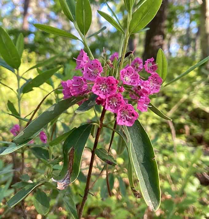 Even the wildflowers around Hathaway's Pond seem to understand the assignment of looking absolutely gorgeous.