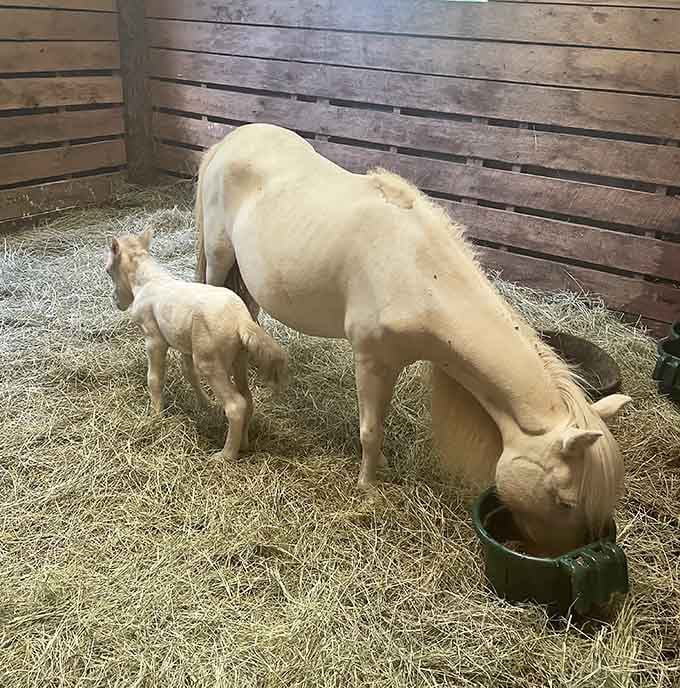 Nothing says "new life" quite like a foal taking its first wobbly steps beside mom in the barn.