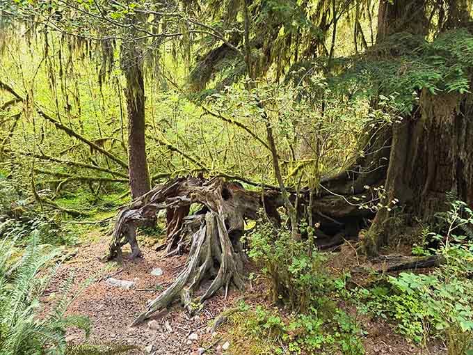Twisted roots reach toward the sky like nature's own abstract sculpture, no museum admission required.