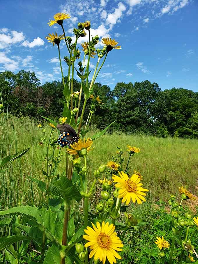 Wildflowers and butterflies create those picture-perfect moments that remind you Missouri summers have their perks after all.