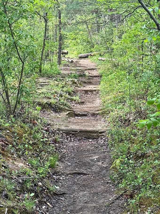Natural stone steps carved by time itself guide hikers upward through a forest cathedral of towering trees.