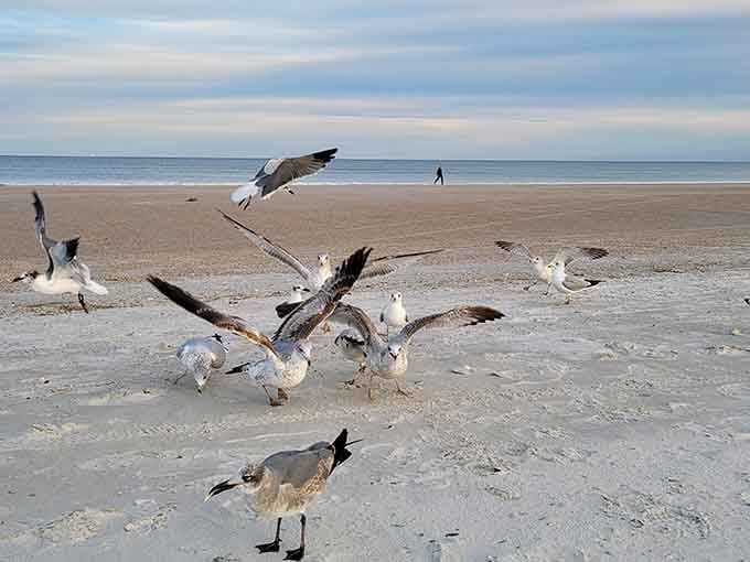 Beach birds gathering like they're planning the world's most chaotic flash mob, and honestly, they probably are.