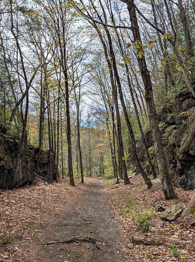 Fall leaves carpeting the trail because nature believes in decorating for the season too.