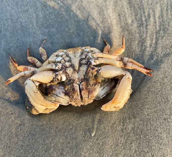 Finding a crab on the beach is like discovering a tiny armored dinosaur that somehow survived every extinction event.