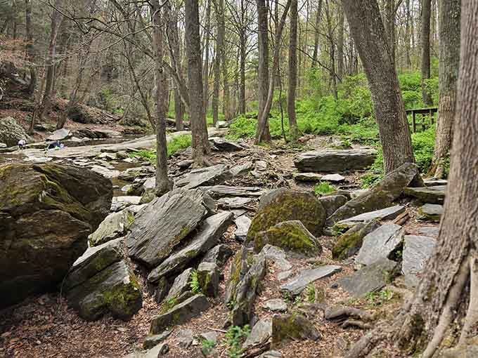 Moss-covered boulders scattered like giant's marbles create a natural obstacle course through the peaceful forest.
