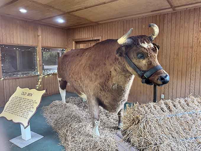 Old Ben's reconstructed display reminds us that sometimes the best stories involve really, really big cows.