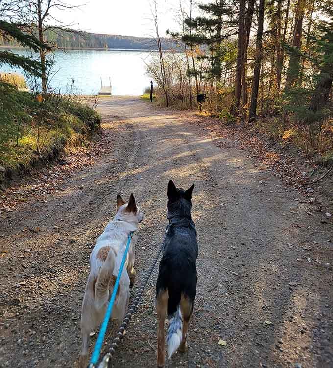 Even the pups know this trail leads somewhere magical, their tails wagging like furry metronomes of pure joy.