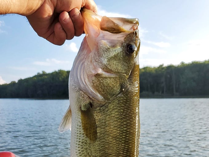 That's a largemouth bass with an attitude, proving Lake Logan's fishing reputation isn't just talk.