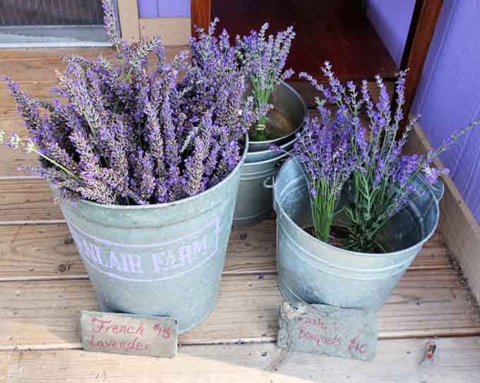 French and English lavender varieties ready to go home with you, like choosing between two perfect desserts.