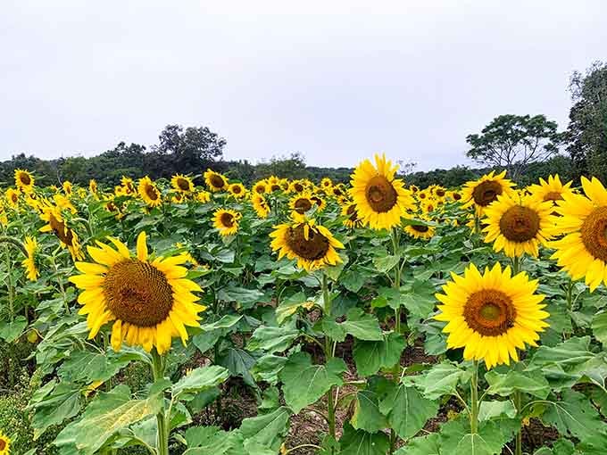 Up close, these dinner-plate-sized blooms reveal why sunflowers have inspired artists for centuries of creative obsession.