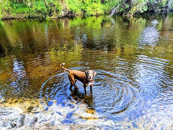 This pup found paradise and it's exactly knee-deep in a Florida river on a sunny afternoon.