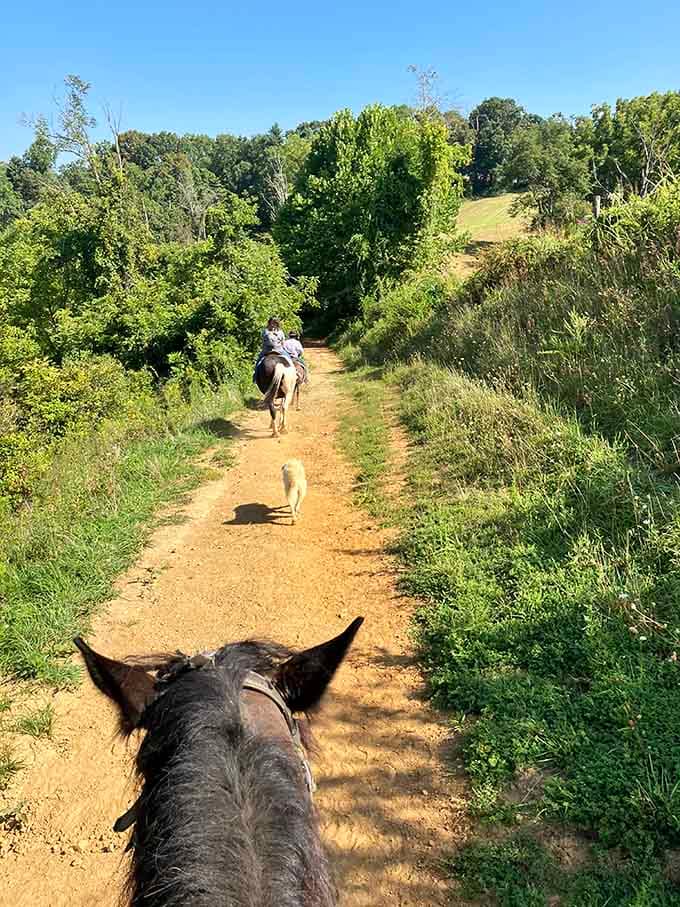 The view between your horse's ears might just be the best windshield you've ever looked through, honestly.