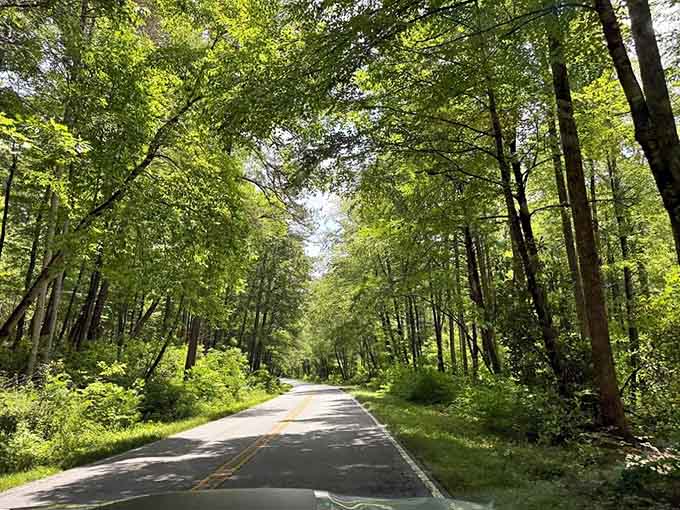 The tree-lined approach road where every curve brings you closer to liquid perfection and natural wonder.