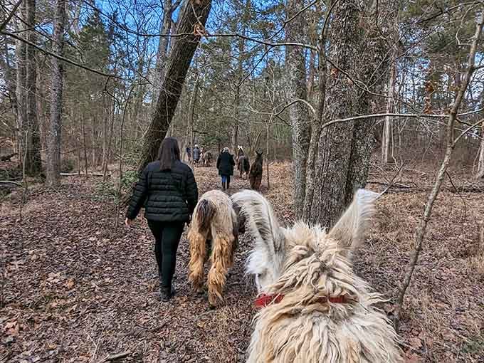 Your llama companion sets the perfect pace for noticing details you'd normally miss on any hike.