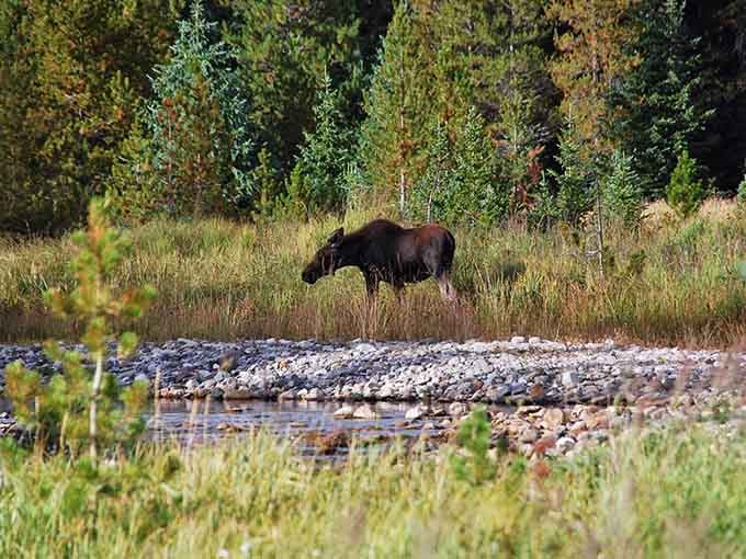 The trail's most majestic resident grazes peacefully, reminding you whose neighborhood you're really visiting here.